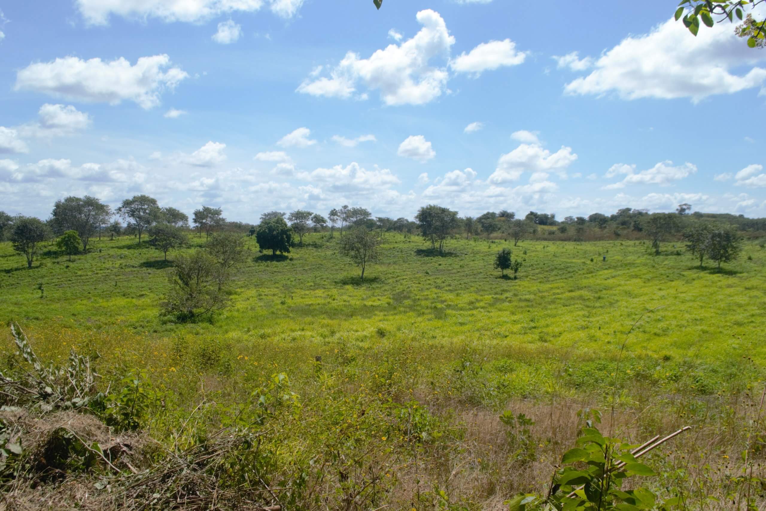 Meet the field-team working in Yucatan | Plant-for-the-Planet Blog
