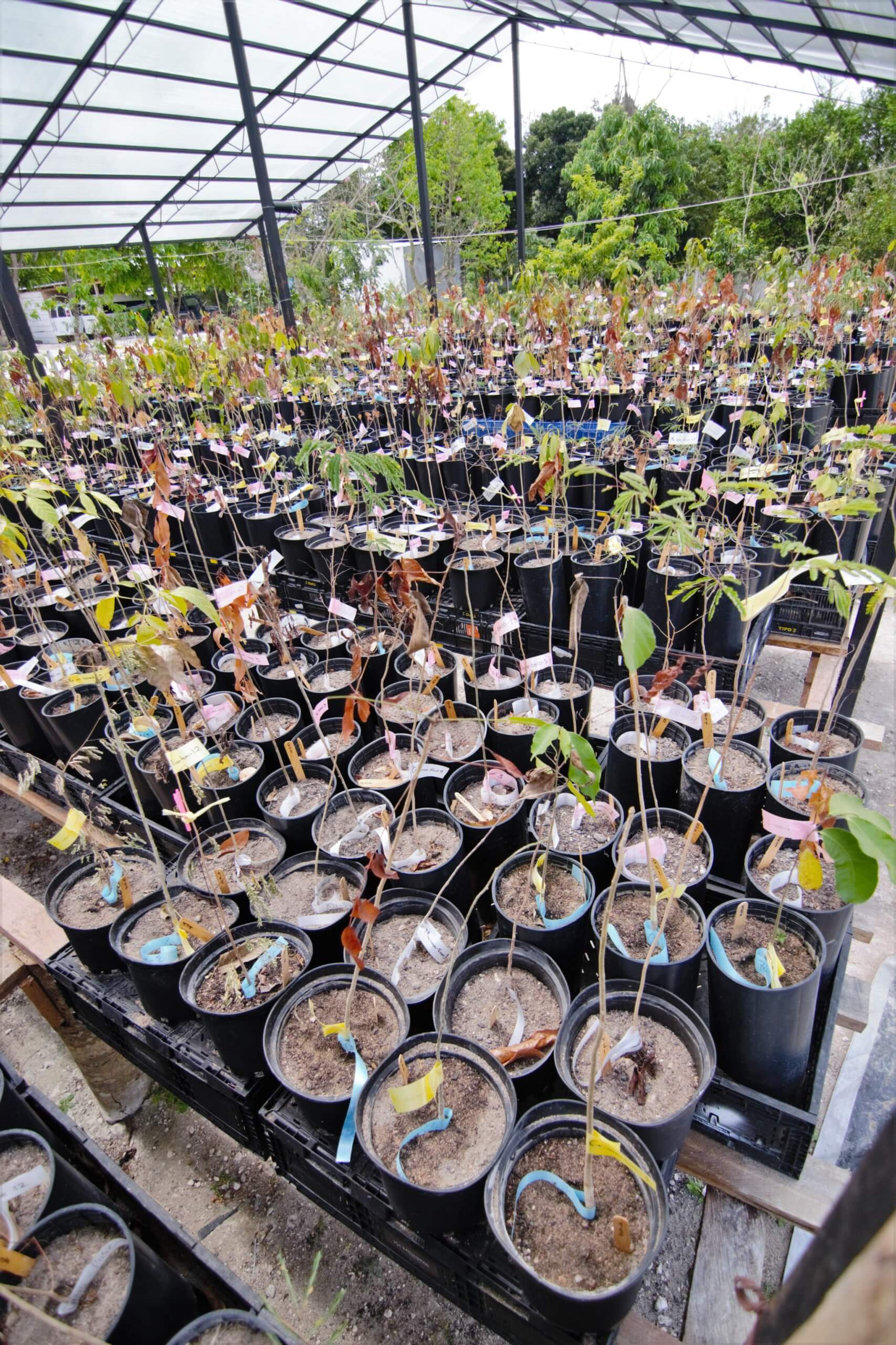 Meet the field-team working in Yucatan | Plant-for-the-Planet Blog