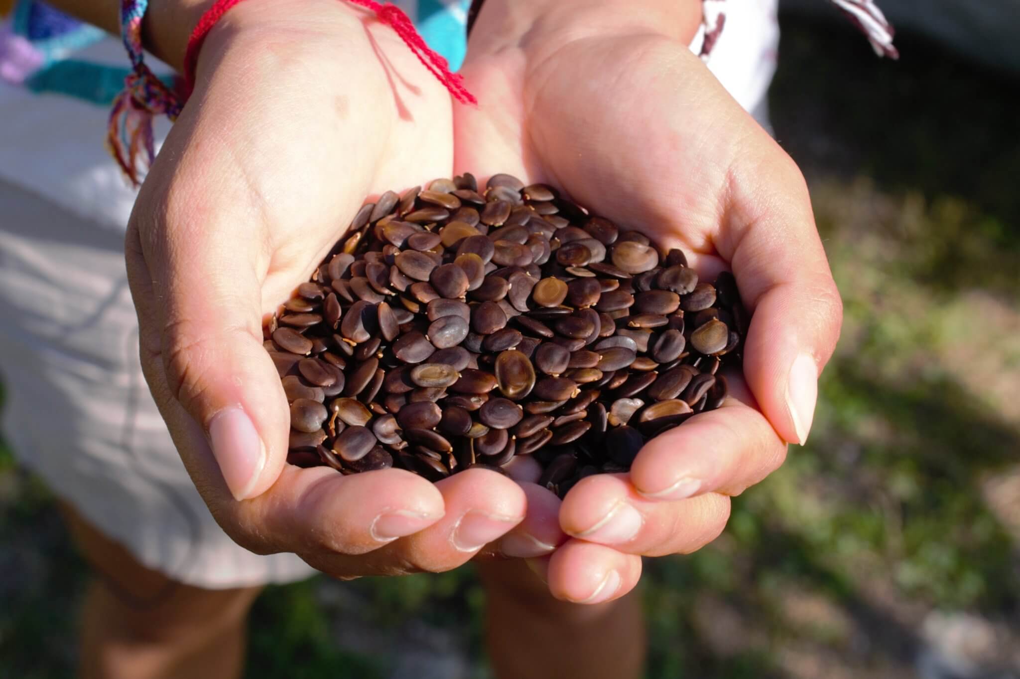 Meet the field-team working in Yucatan | Plant-for-the-Planet Blog