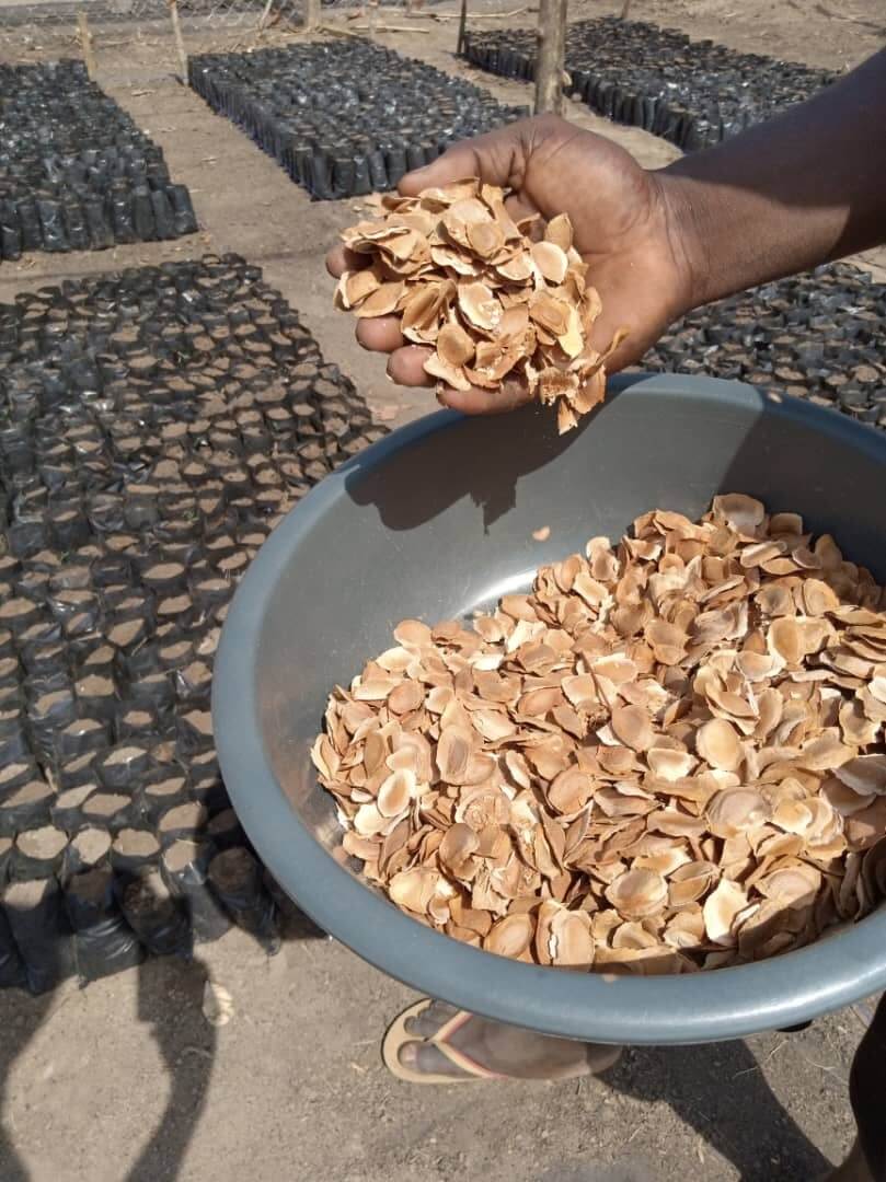 Plant-For-Ghana: How to save the last man from dying | Plant-for-the ...