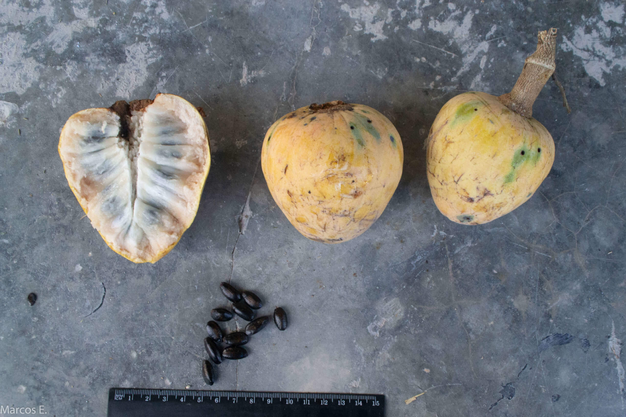 How far they’ll go? – Tree seeds wandering. | Plant-for-the-Planet Blog