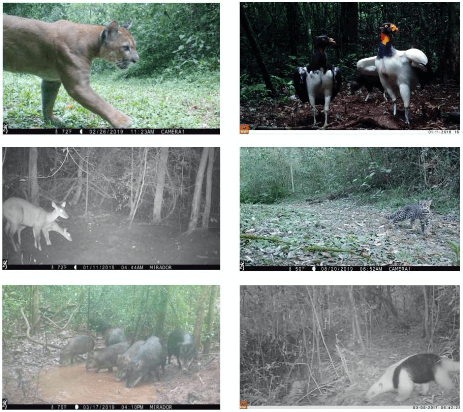 "Rewilding Forests, Restoring Degraded Lands, Involving Locals..." Your ...