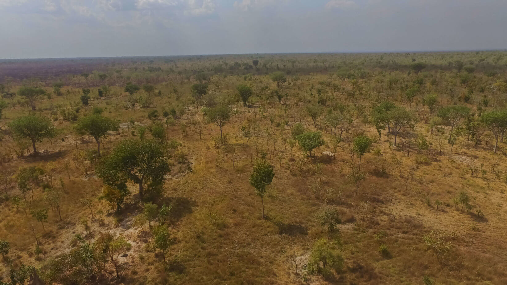 Inside the project Plant-for-Ghana: This was the very first planting ...