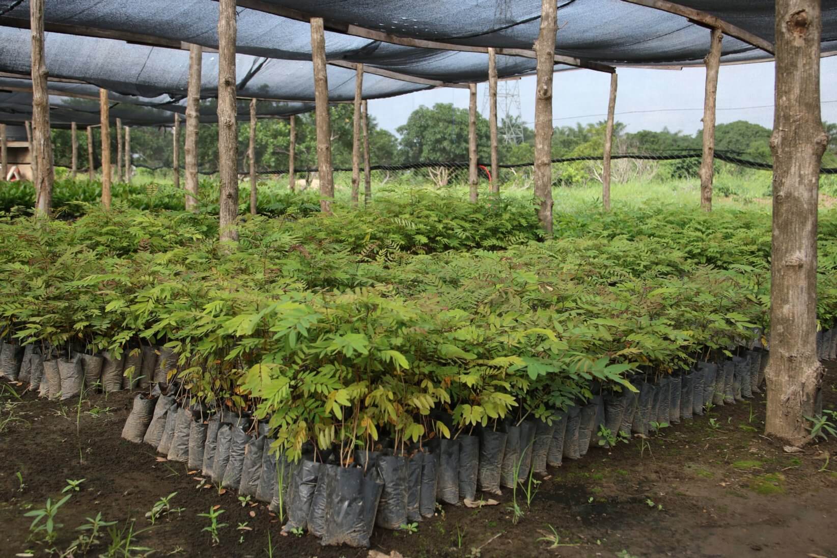 Inside the project Plant-for-Ghana: This was the very first planting ...