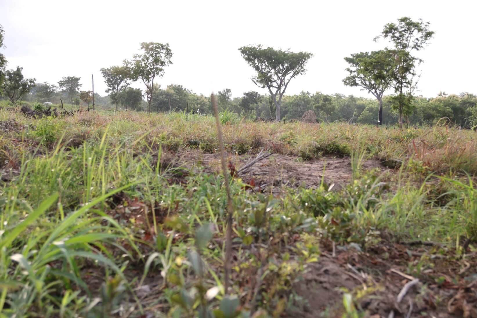 Inside the project Plant-for-Ghana: This was the very first planting ...
