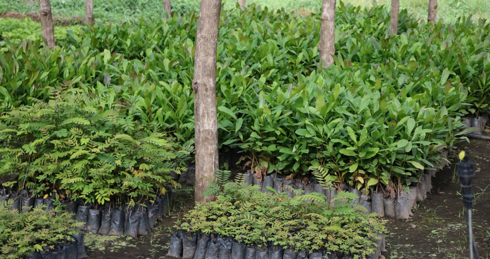Plant-for-Ghana: Wildfire detected and successfully extinguished ...