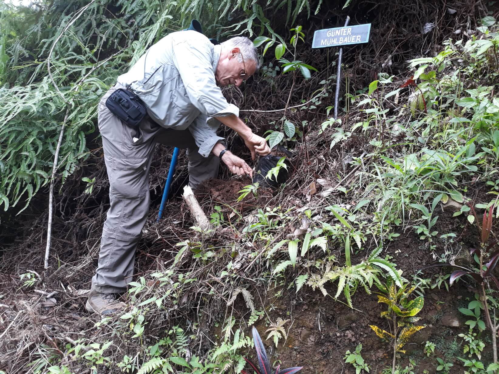 Indigenous People Driving Restoration of Ancestral Rainforest and ...