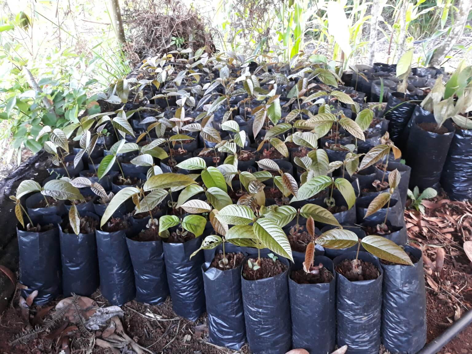 Indigenous People Driving Restoration of Ancestral Rainforest and ...