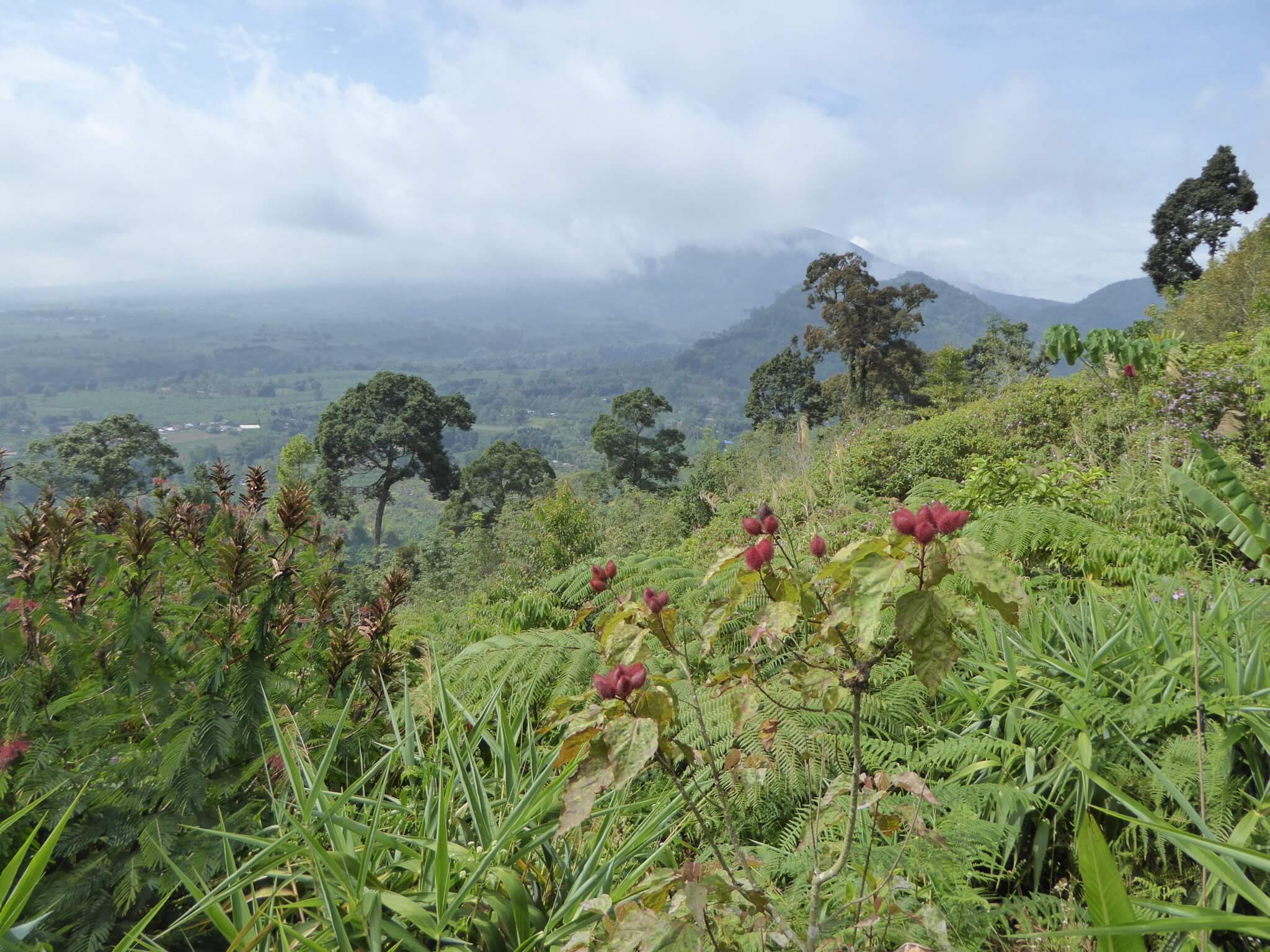 Indigenous People Driving Restoration of Ancestral Rainforest and ...
