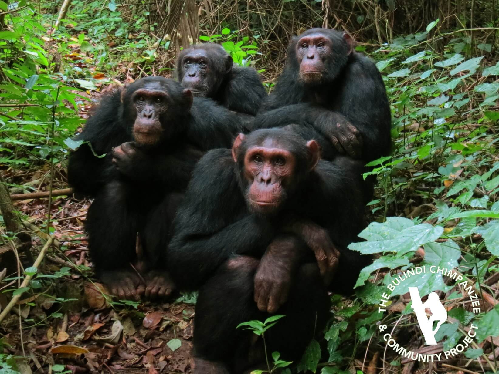 Bulindi Chimpanzee and Community Project: Restoring Ecosystems in ...