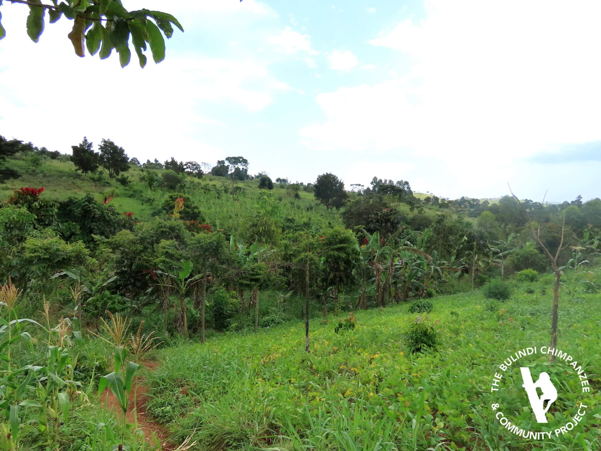 Bulindi Chimpanzee and Community Project: Restoring Ecosystems in ...