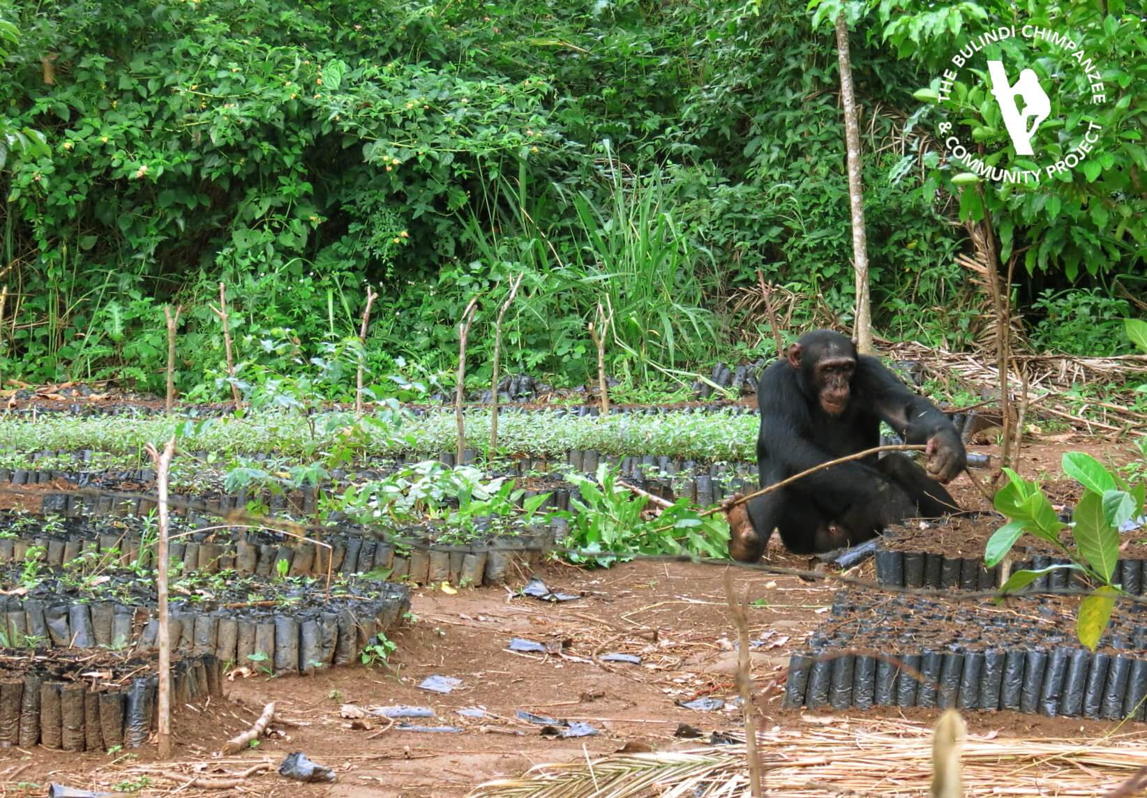 Bulindi Chimpanzee and Community Project: Restoring Ecosystems in ...