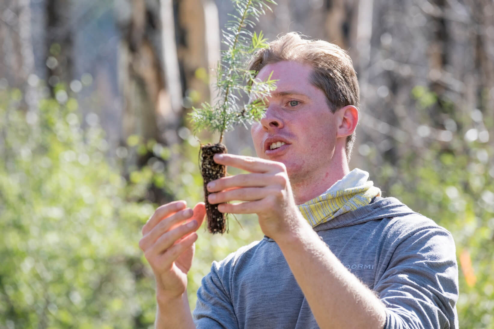 American Forests Transforming Degraded Pasture to Native Forest in Hawaii | Plant-for-the-Planet ...