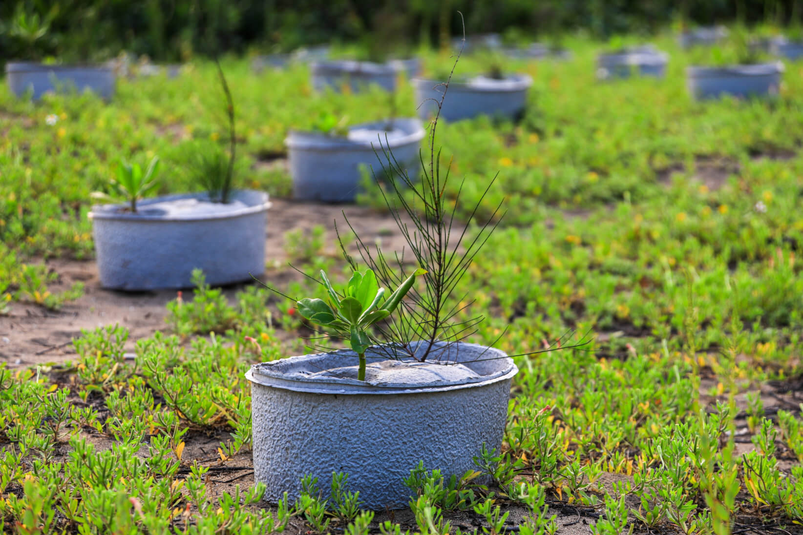 Our platform projects interviewed: Tse-Xin Organic Agriculture ...