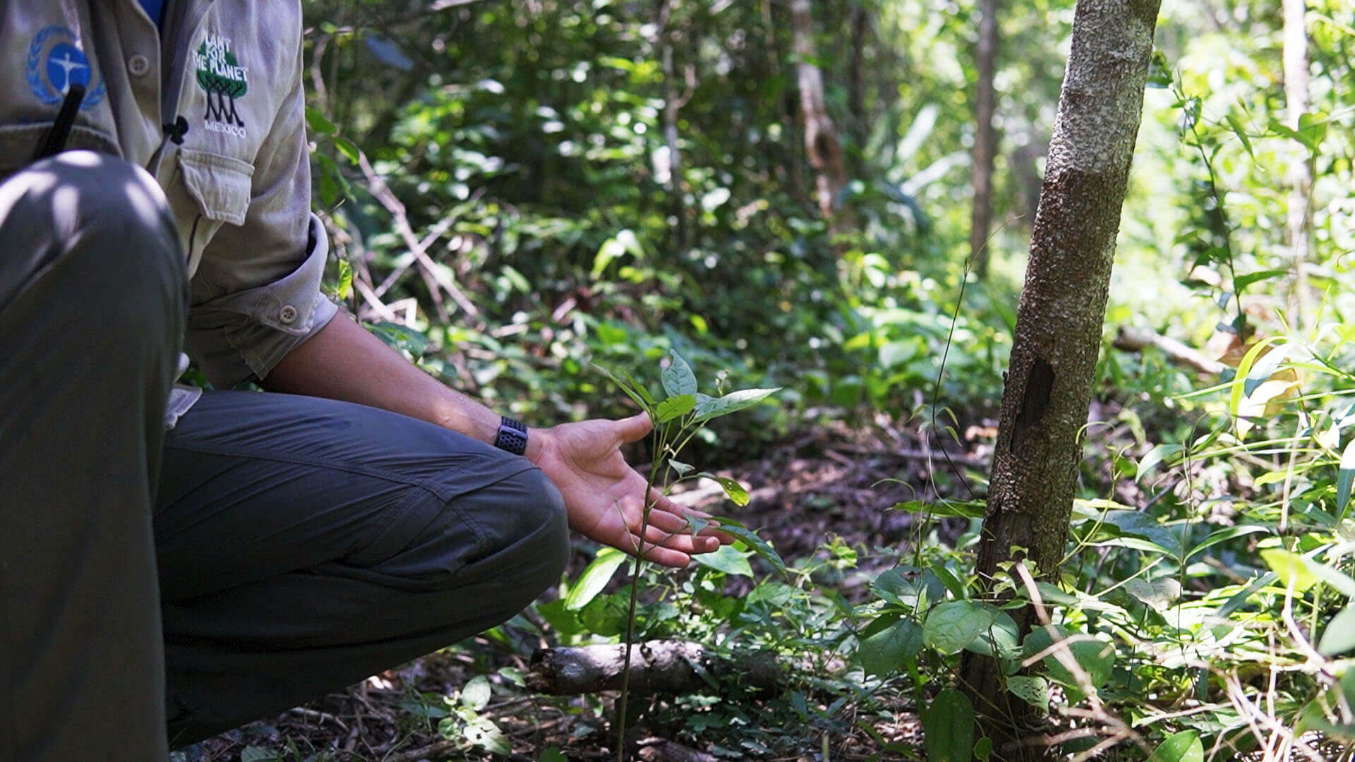 Planting Trees In Existing Forests Why Enrichment Planting Makes Sense