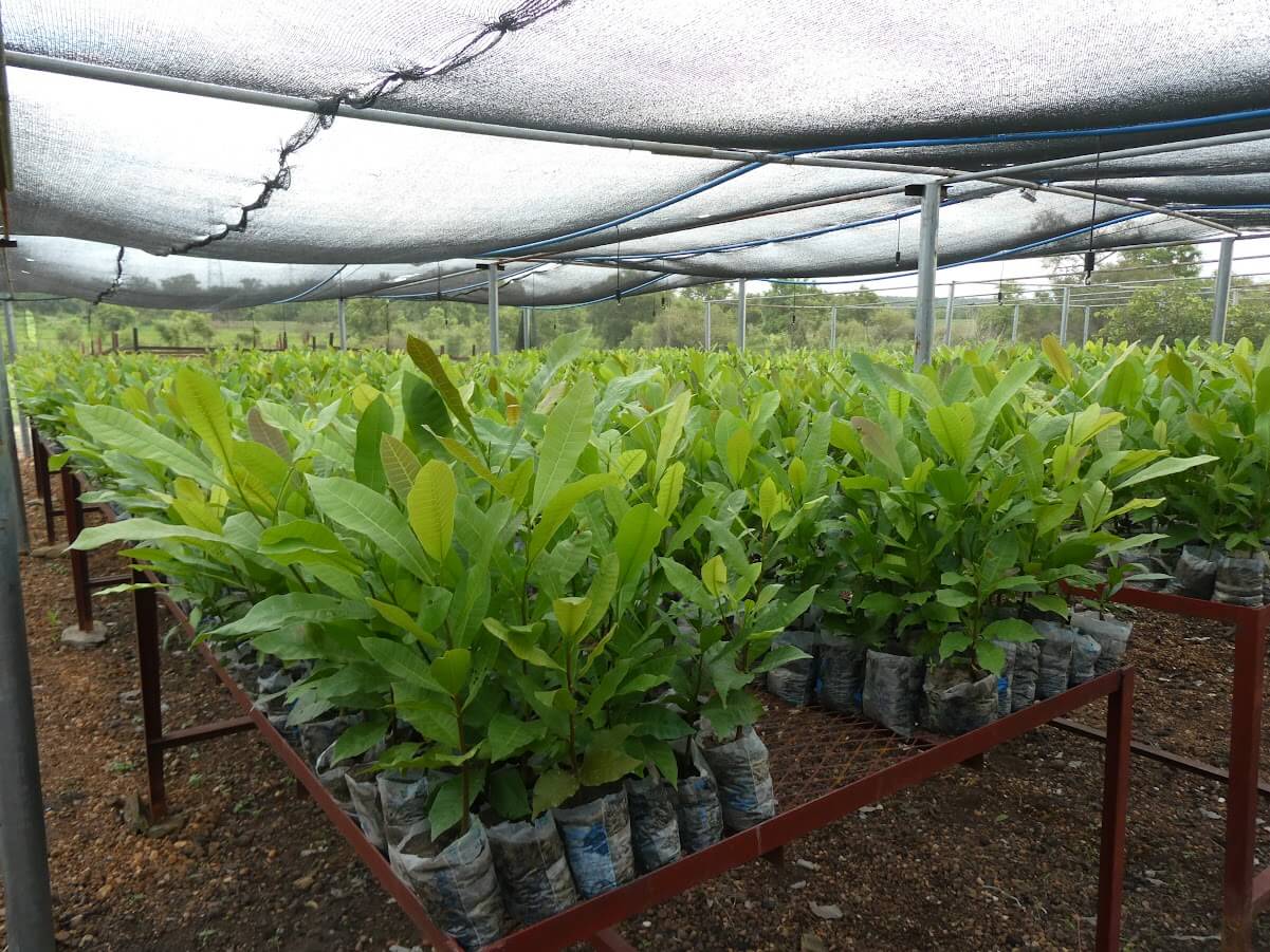 “Much more than just planting trees” – Arne's insight in Plant-for-the ...