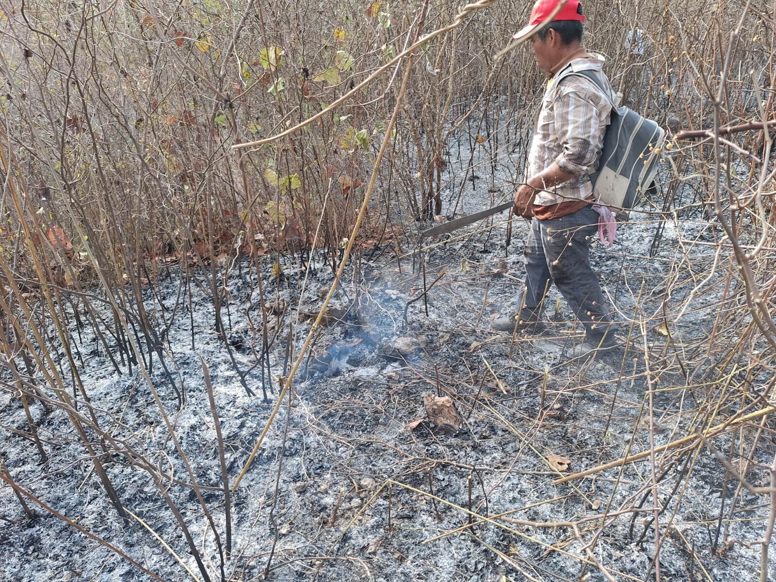 The Wild Truth About Wildfires (And Why We’re Often to Blame) | Plant ...